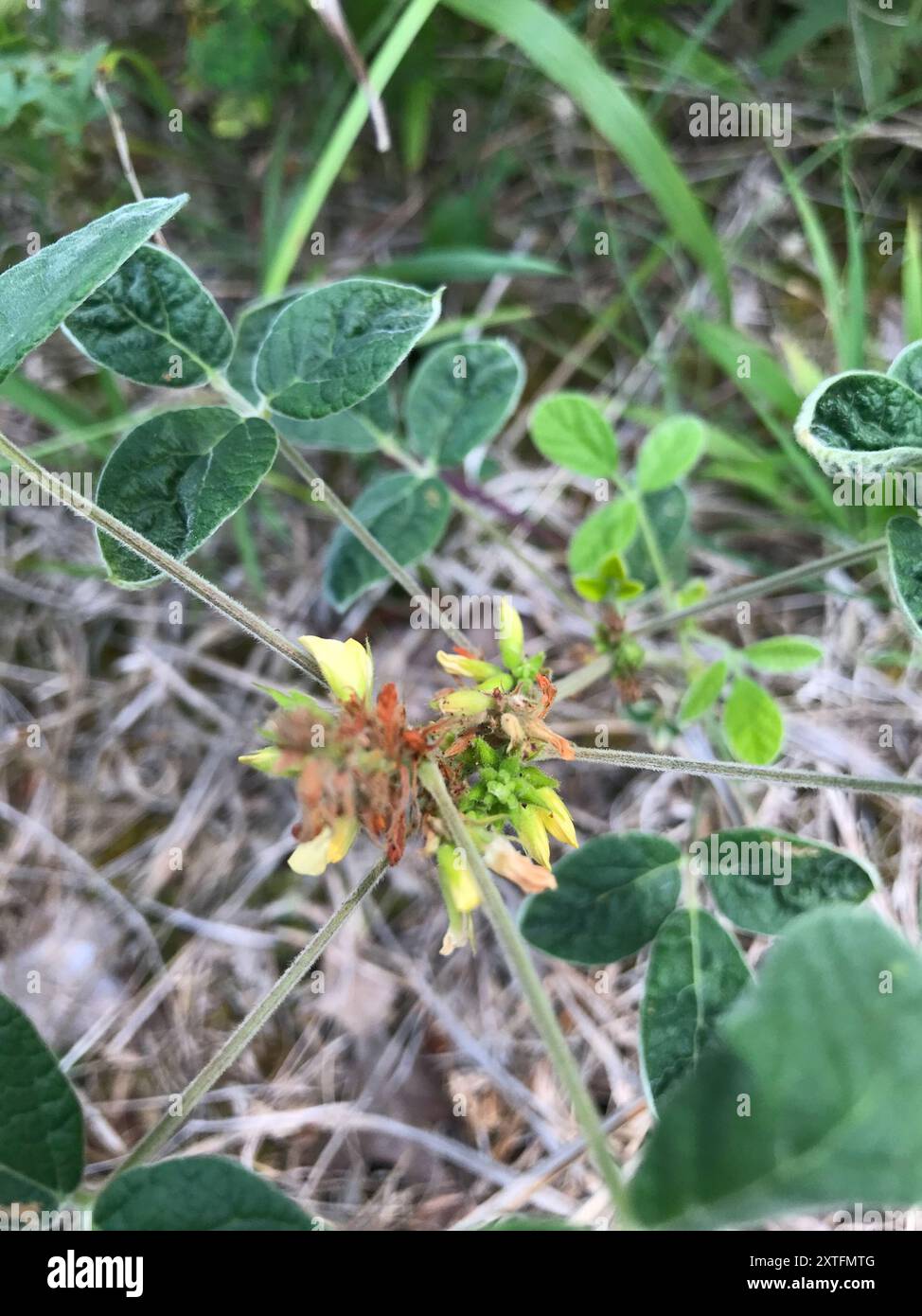 Twining Snoutbean (Rhynchosia tomentosa) Plantae Stock Photo - Alamy