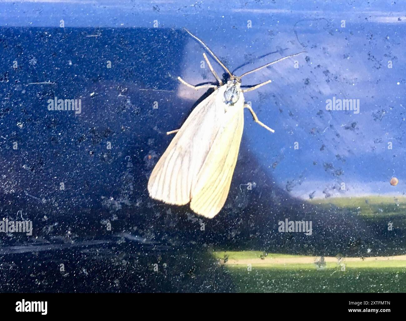 California Oak Moth (Phryganidia californica) Insecta Stock Photo - Alamy