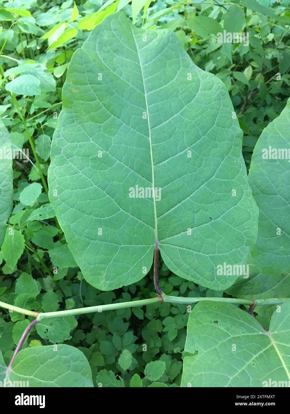 Giant Knotweed (Reynoutria sachalinensis) Plantae Stock Photo - Alamy