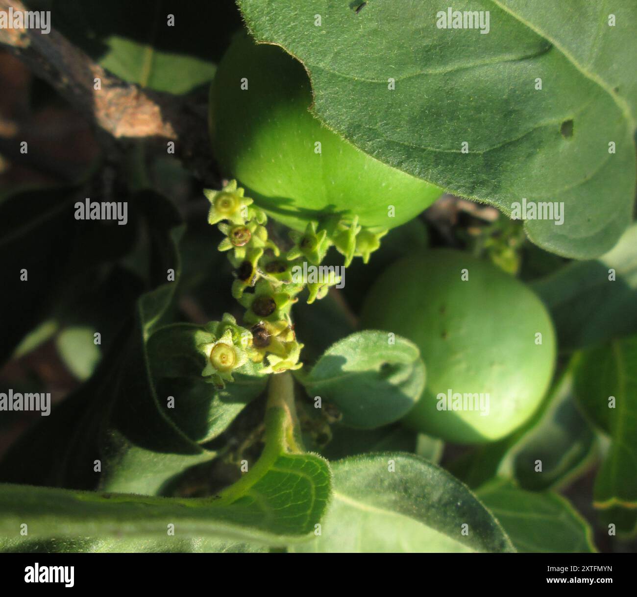 wild-medlar (Vangueria infausta) Plantae Stock Photo - Alamy