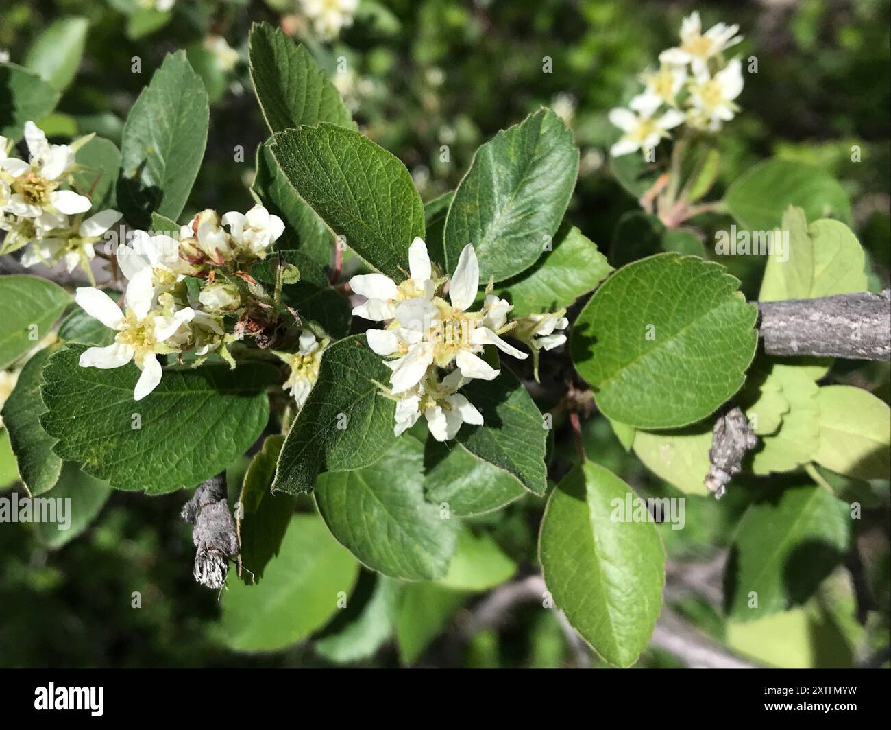 Utah Serviceberry (Amelanchier utahensis) Plantae Stock Photo - Alamy