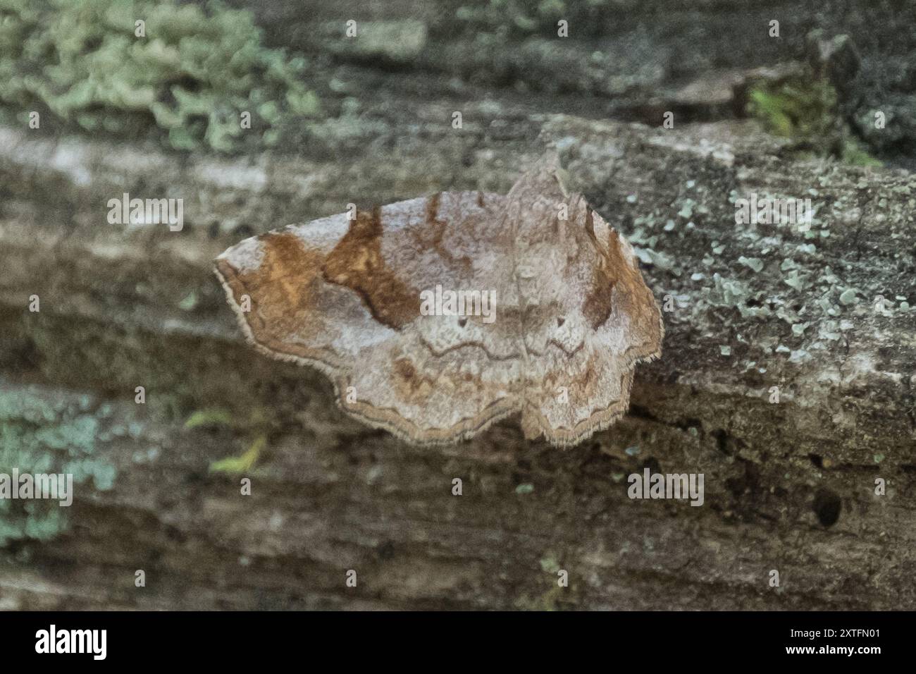 Decorated Owlet (Pangrapta decoralis) Insecta Stock Photo - Alamy