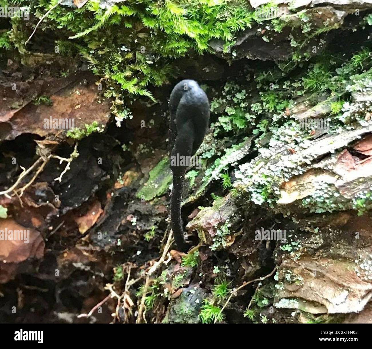 Earth Tongues (Geoglossum) Fungi Stock Photo - Alamy