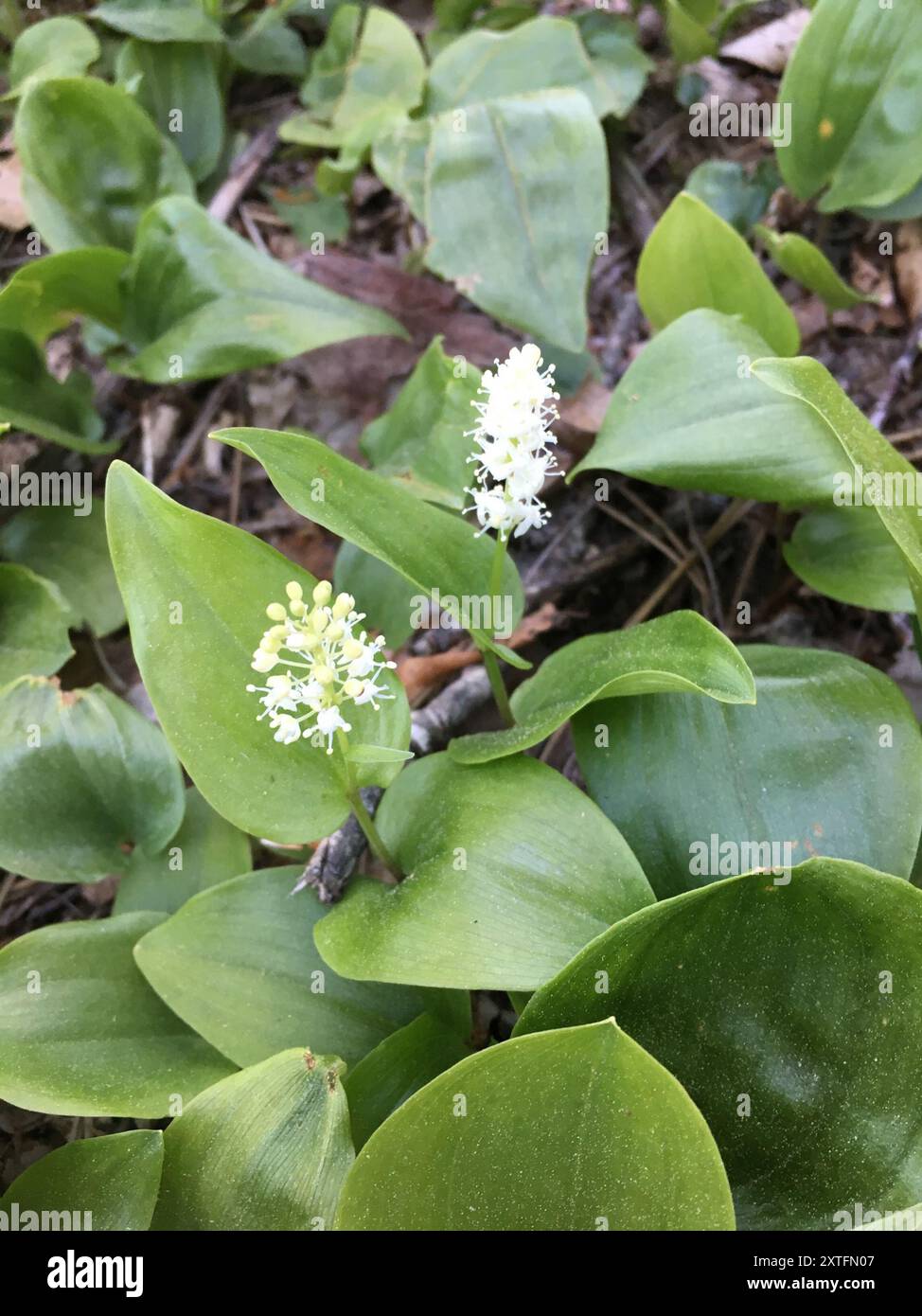Canada mayflower (Maianthemum canadense) Plantae Stock Photo - Alamy