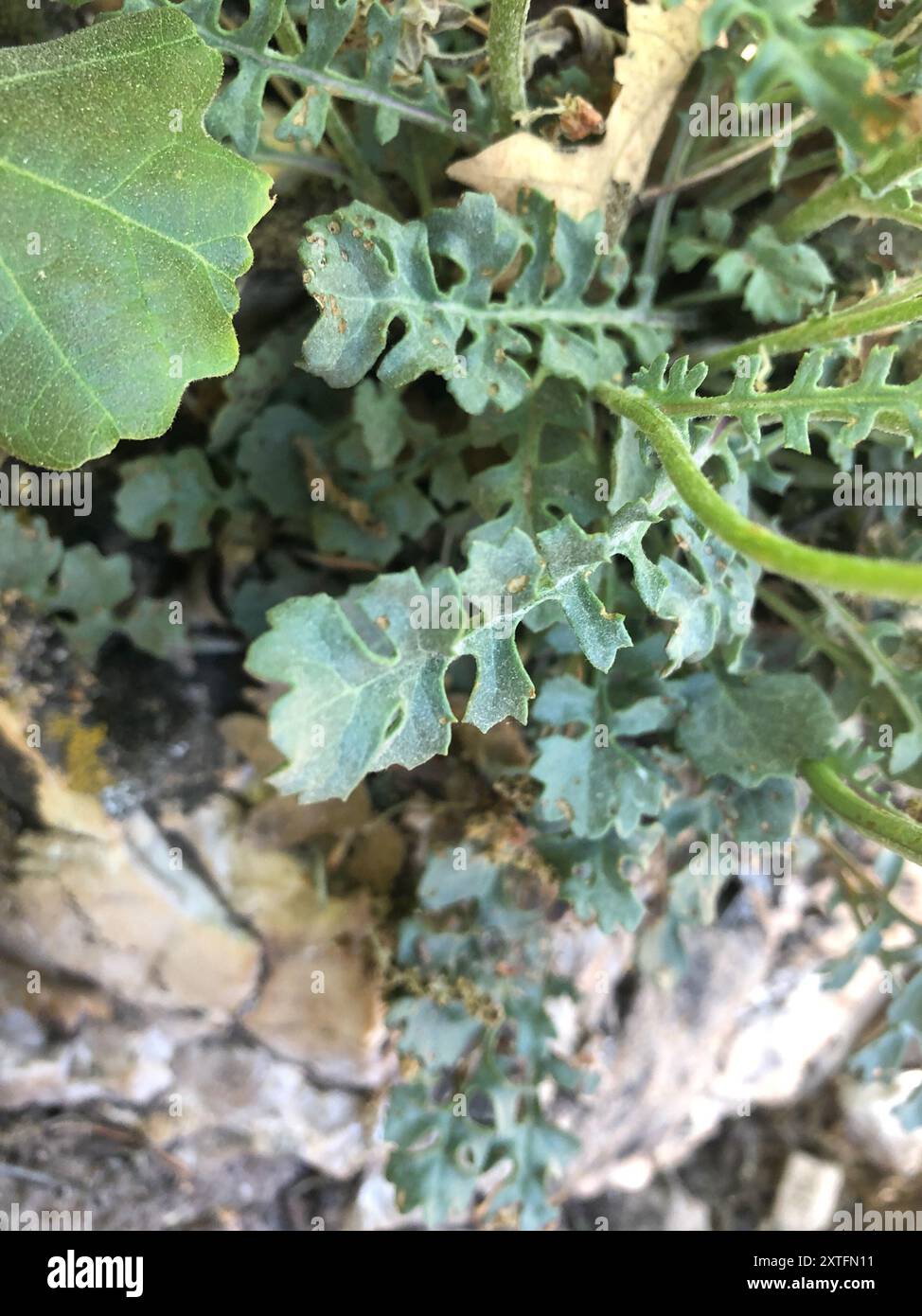 Lobeleaf Groundsel (Packera multilobata) Plantae Stock Photo - Alamy
