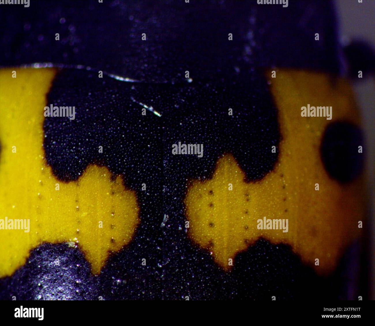 Red-banded Fungus Beetle (Megalodacne fasciata) Insecta Stock Photo - Alamy