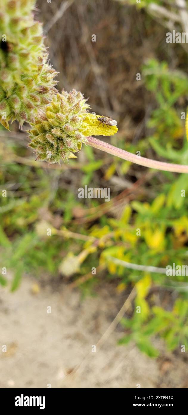 False chinch bugs (Nysius) Insecta Stock Photo - Alamy