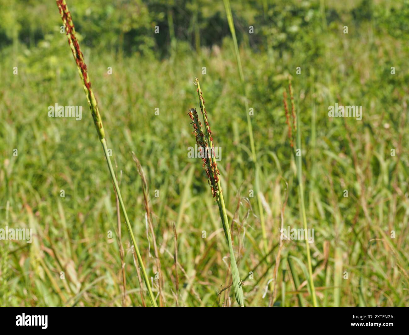 eastern gamagrass (Tripsacum dactyloides) Plantae Stock Photo - Alamy