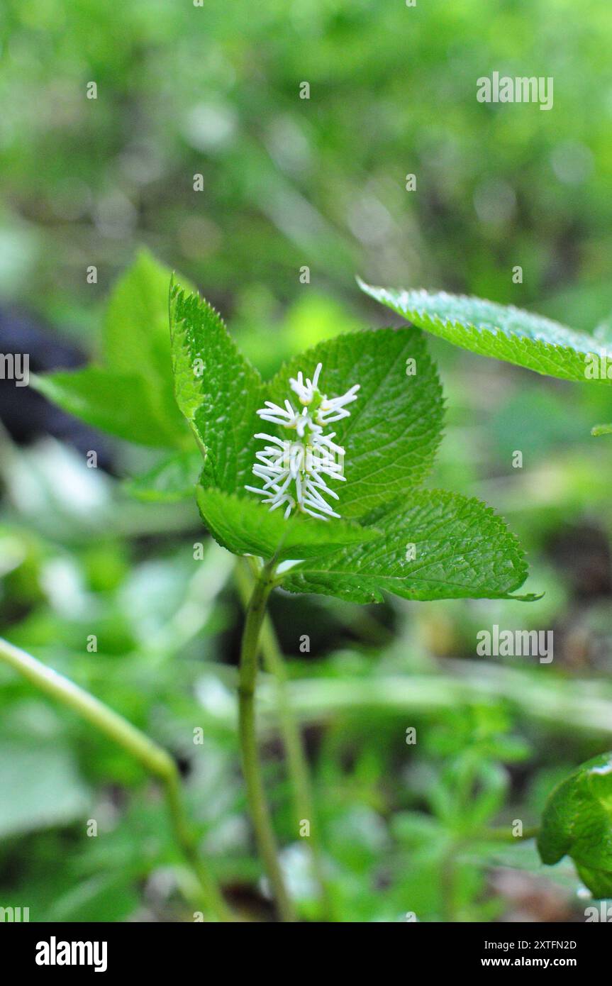Single-spike chloranthus (Chloranthus quadrifolius) Plantae Stock Photo ...