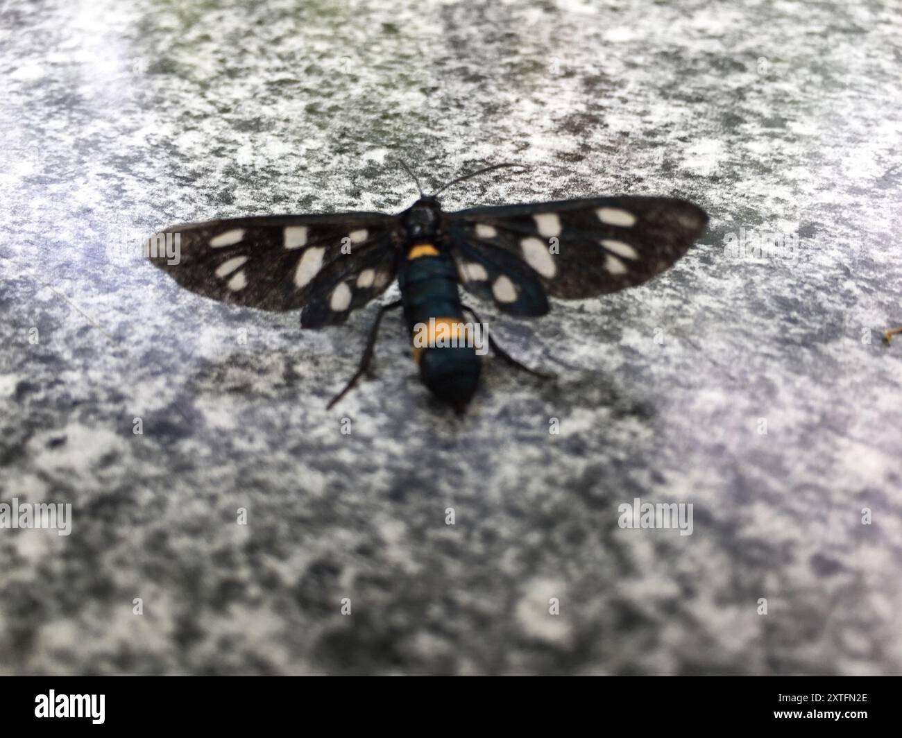 Nine-spotted Moth (Amata phegea) Insecta Stock Photo - Alamy