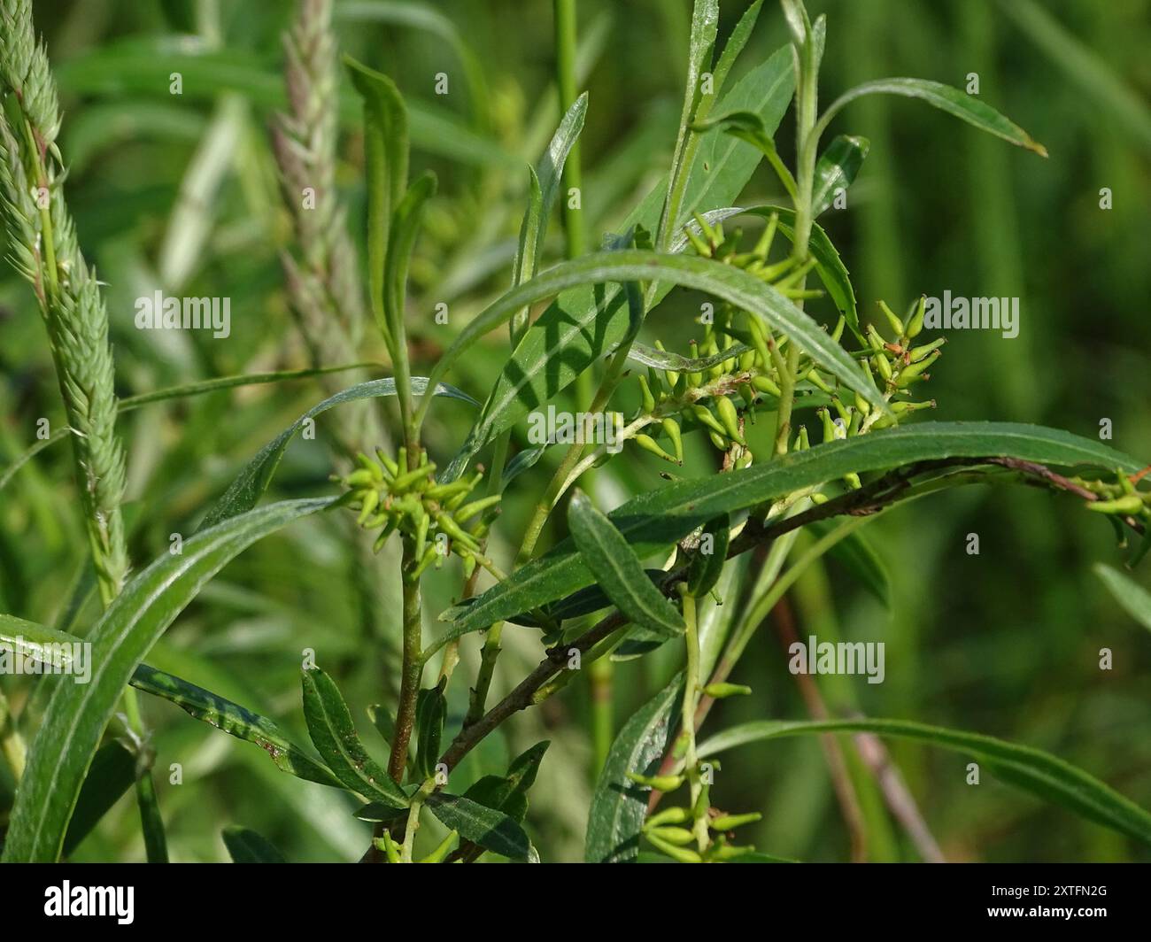 interior sandbar willow (Salix interior) Plantae Stock Photo - Alamy