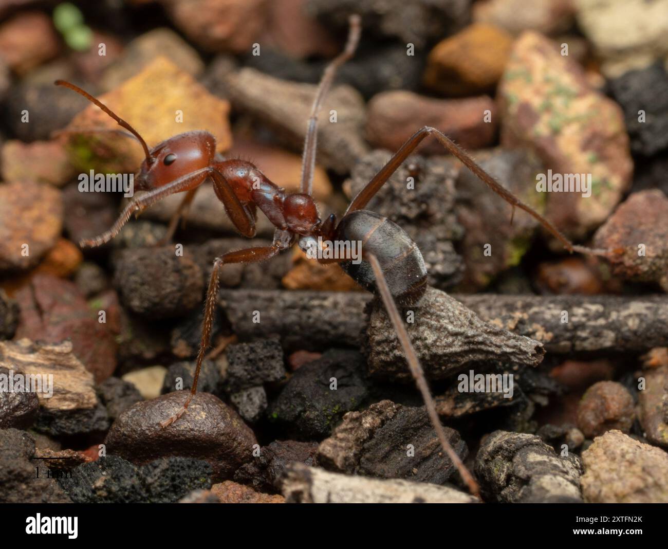 Southern Meat Ant (Iridomyrmex purpureus) Insecta Stock Photo - Alamy