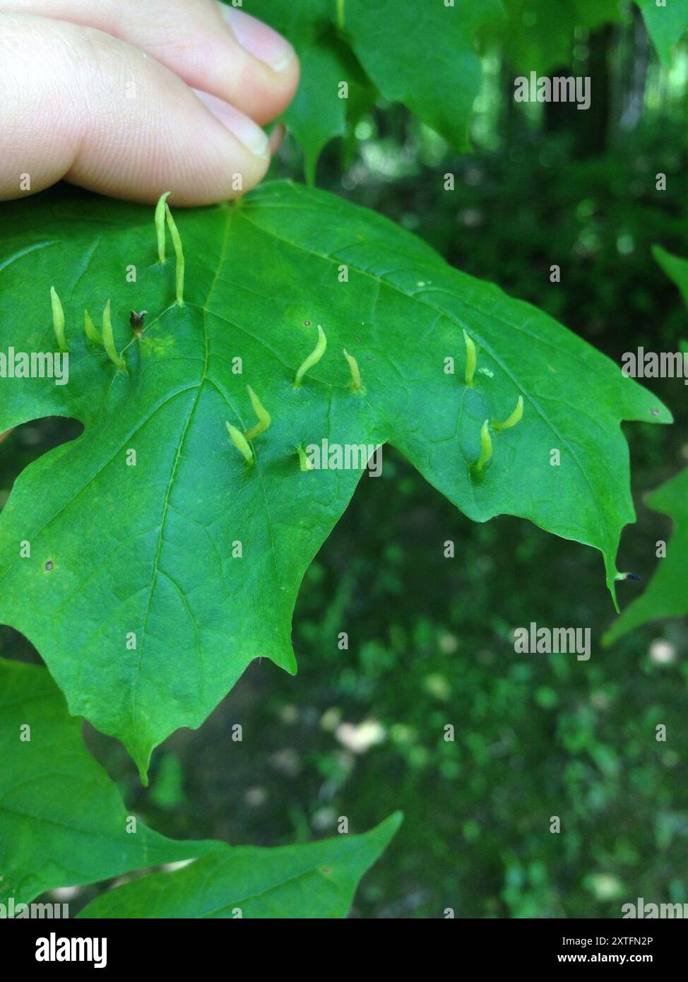 Maple Spindle Gall Mite (Vasates aceriscrumena) Arachnida Stock Photo ...
