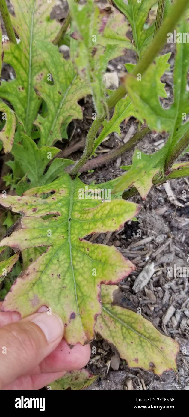 Smooth Cat's Ear (Hypochaeris glabra) Plantae Stock Photo - Alamy