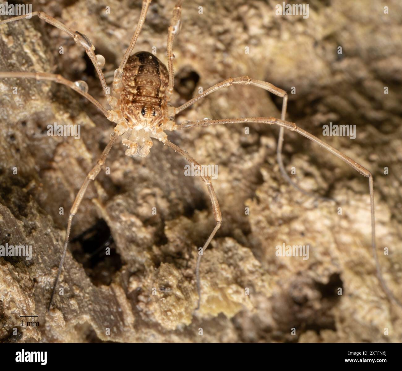 Spring Harvestman (Rilaena triangularis) Arachnida Stock Photo - Alamy