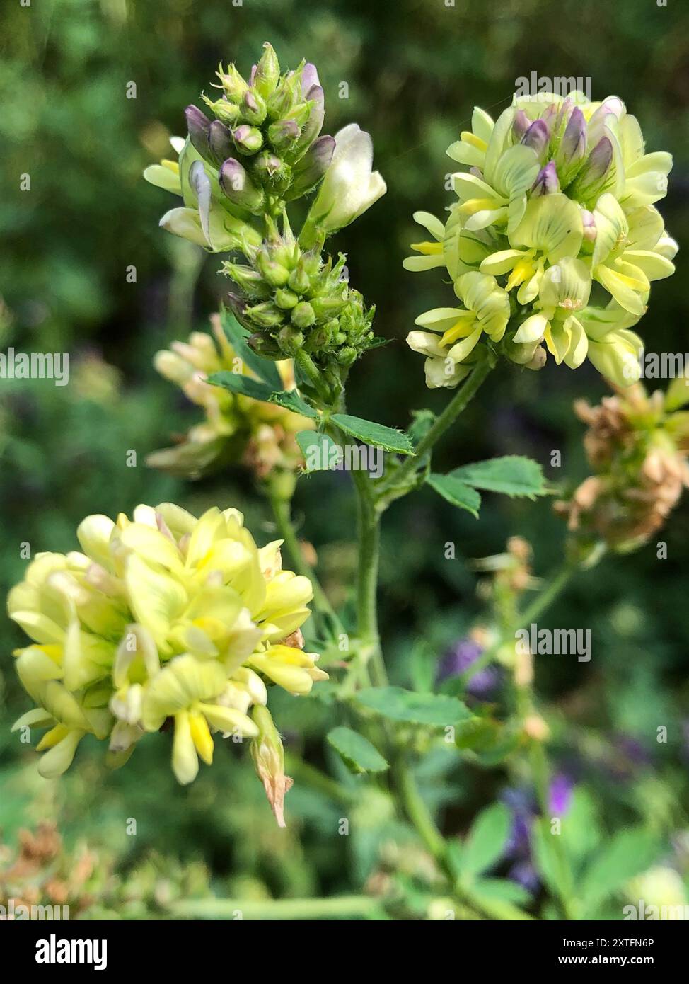 sickle alfalfa (Medicago falcata) Plantae Stock Photo - Alamy