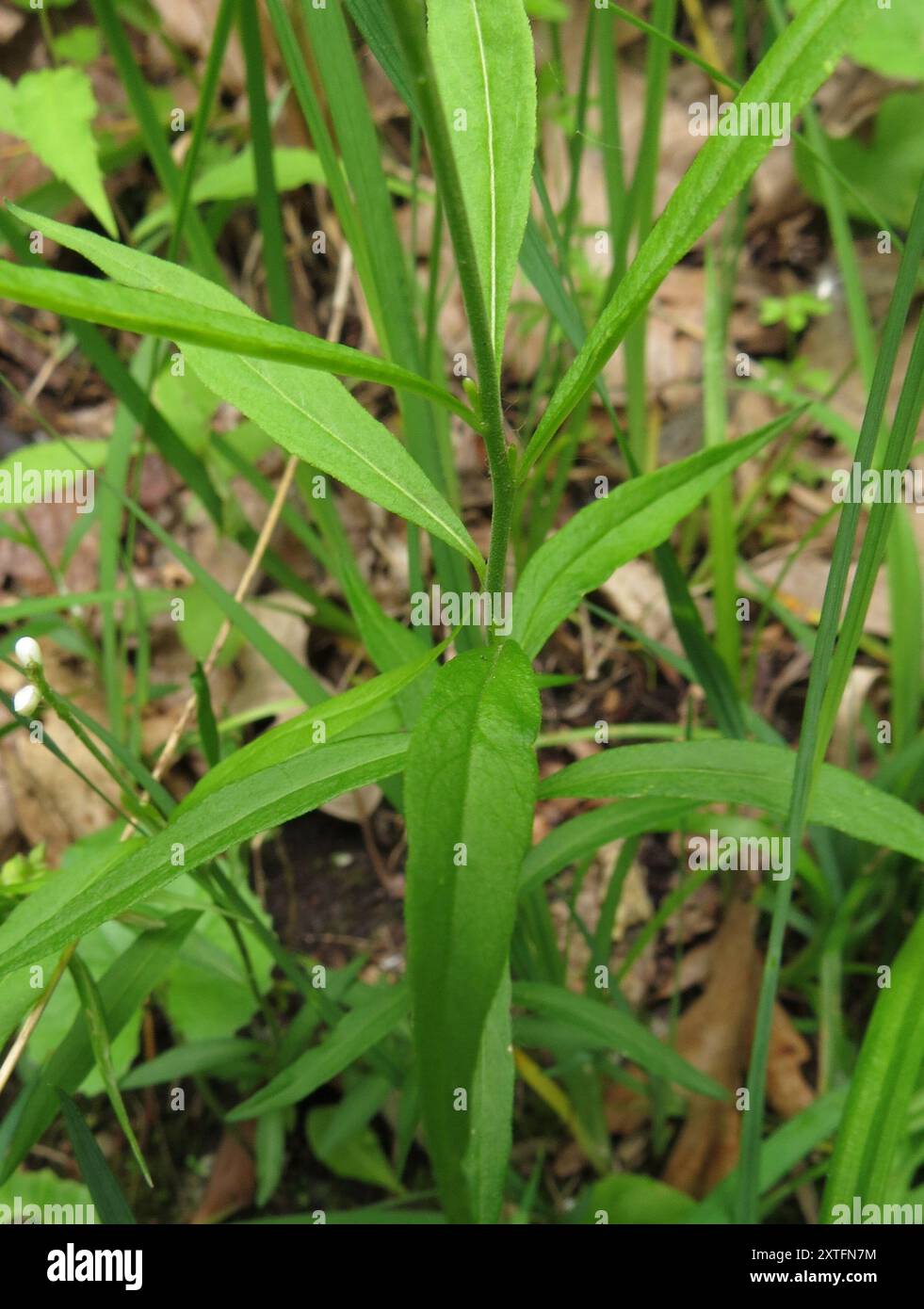 Seneca snakeroot (Polygala senega) Plantae Stock Photo - Alamy