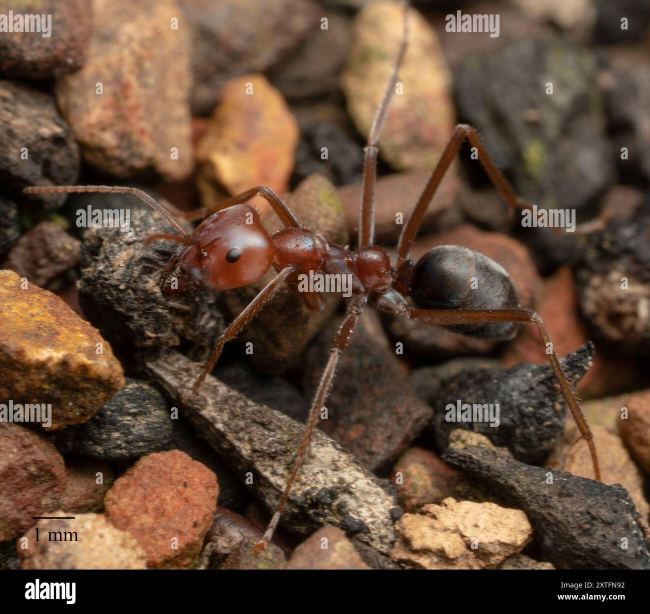 Southern Meat Ant (Iridomyrmex purpureus) Insecta Stock Photo - Alamy