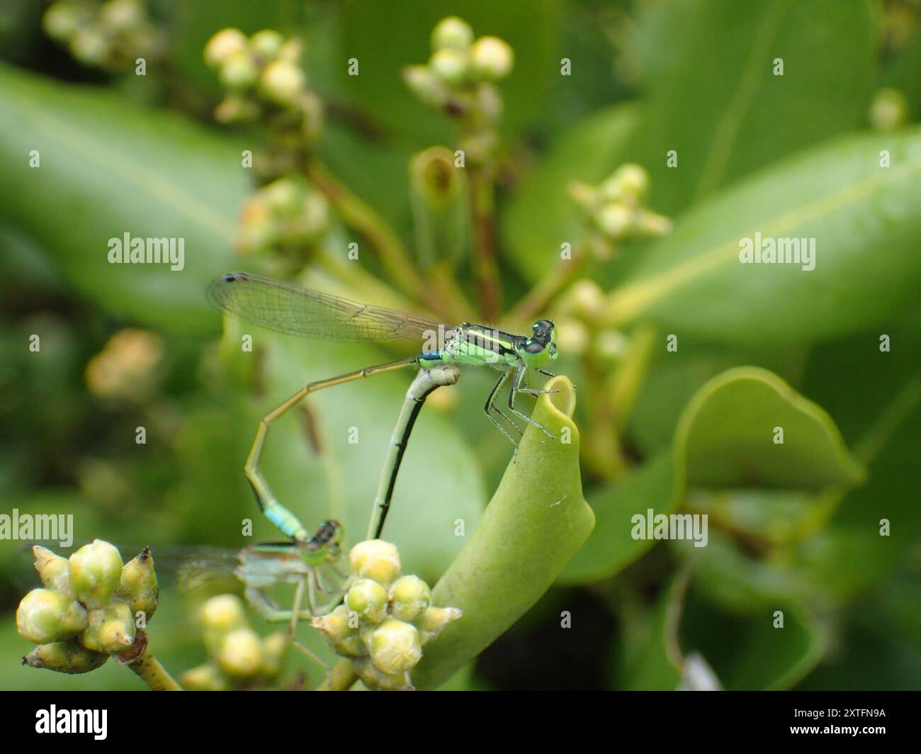 Common Bluetail (Ischnura senegalensis) Insecta Stock Photo - Alamy