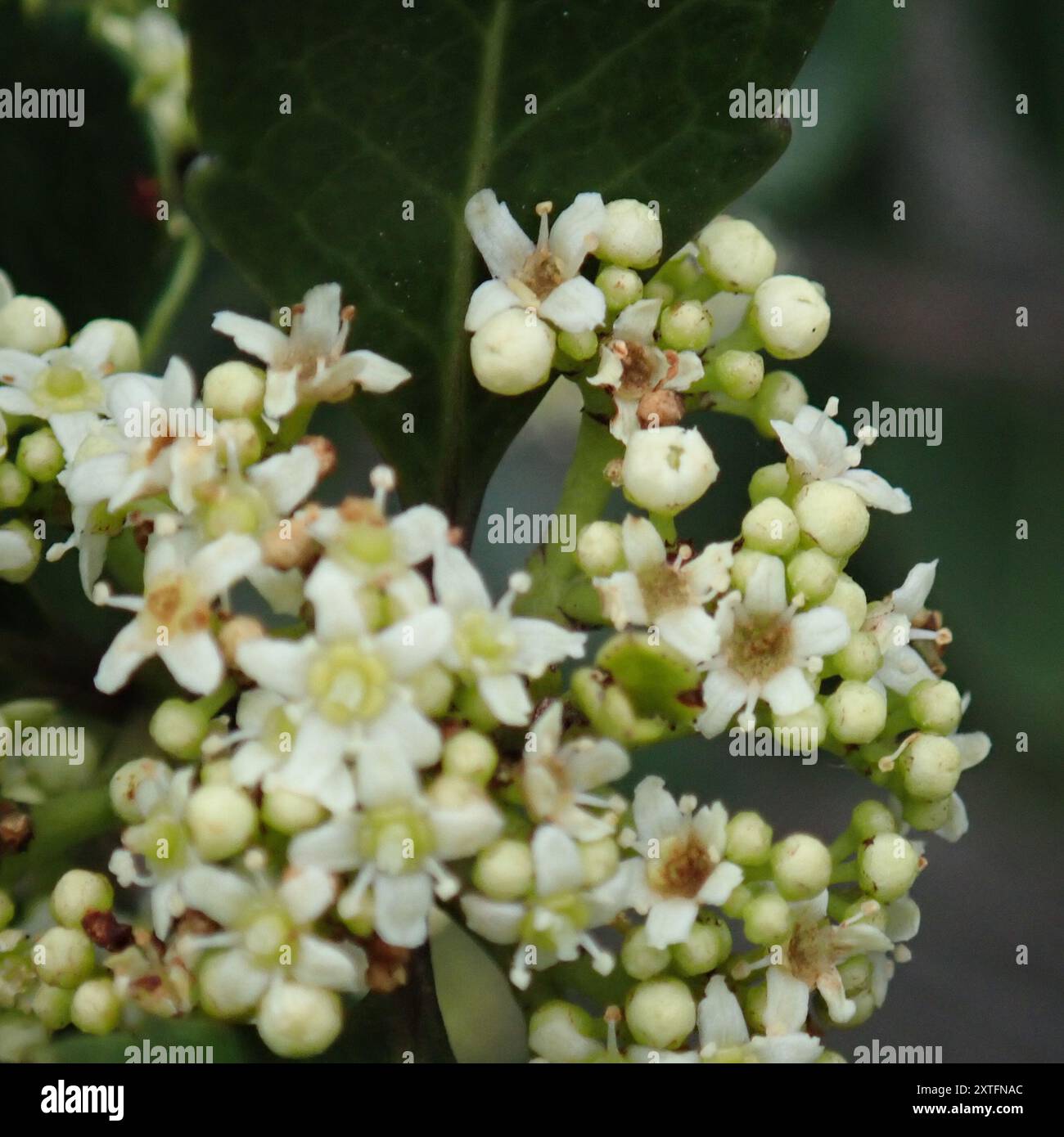 Forest spoonwood (Cassine peragua peragua) Plantae Stock Photo - Alamy