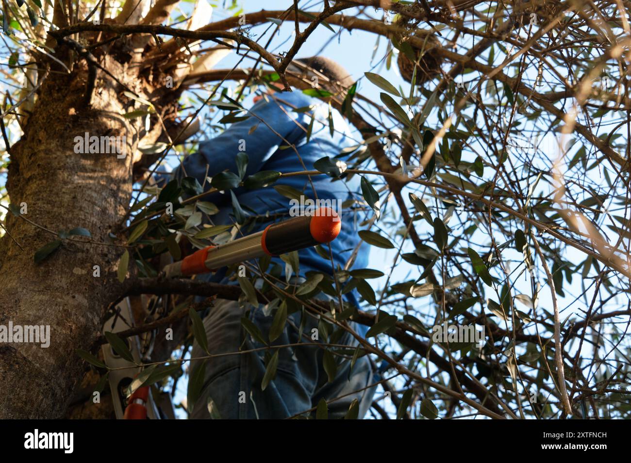 Long handled loppers are balanced over a branch while a man works up a ...