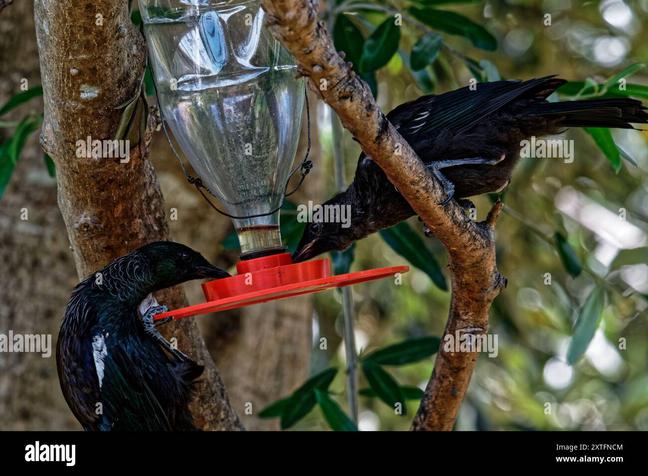 Tui feeding hi-res stock photography and images - Alamy