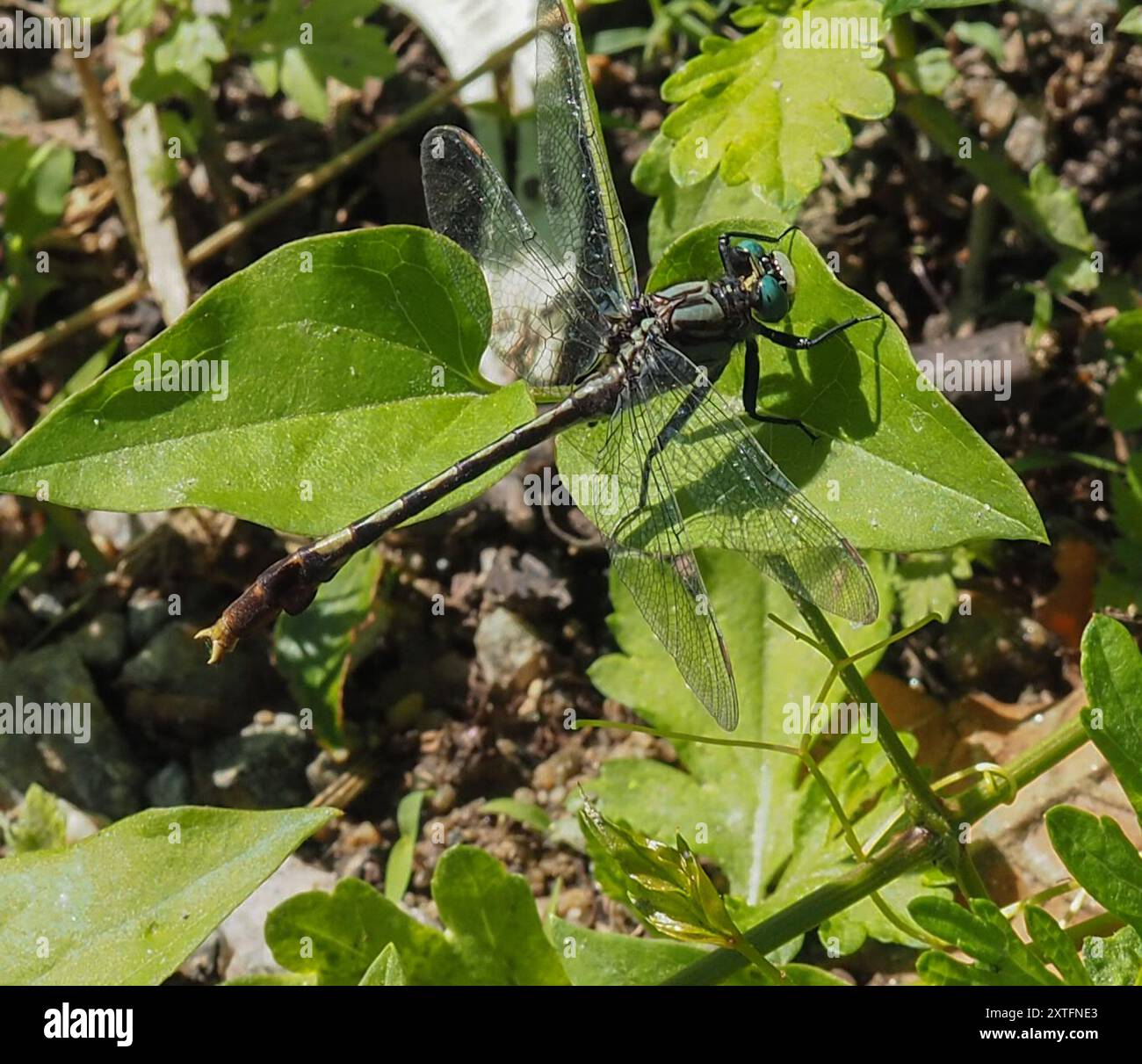 Unicorn Clubtail (Arigomphus villosipes) Insecta Stock Photo - Alamy