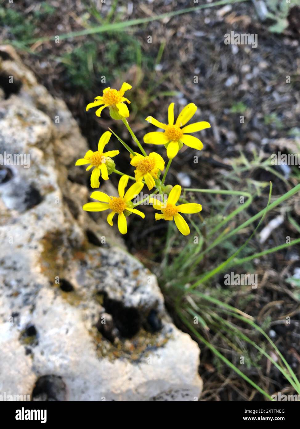 Lobeleaf Groundsel (Packera multilobata) Plantae Stock Photo - Alamy