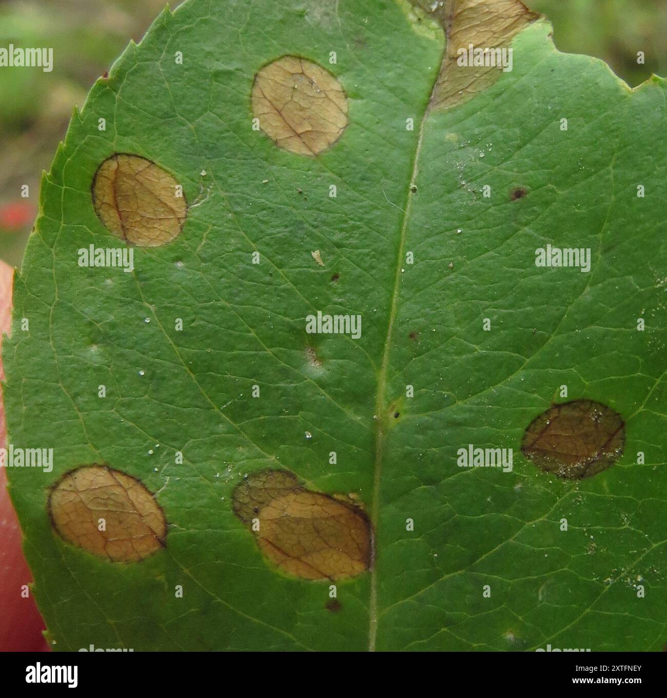 Quince leaf blight (Diplocarpon mespili) Fungi Stock Photo - Alamy