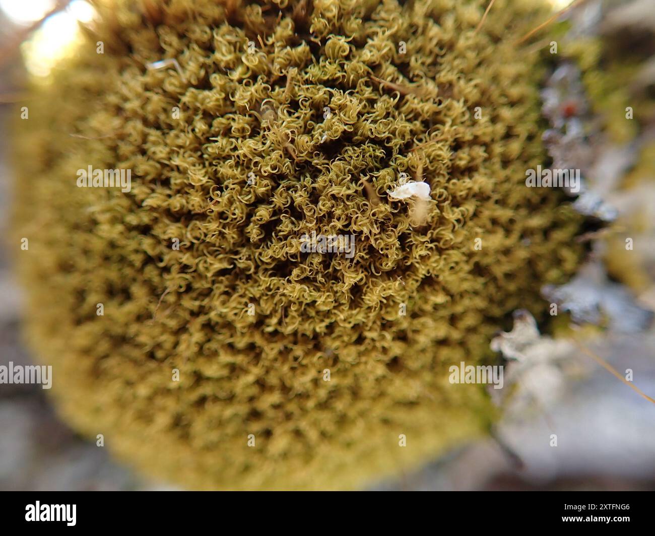 Common Pincushion (Dicranoweisia cirrata) Plantae Stock Photo - Alamy