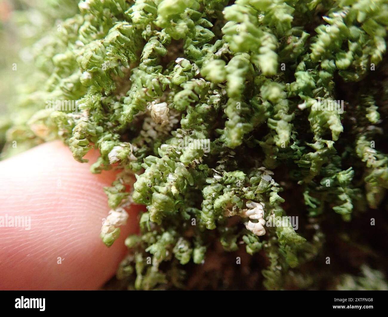 Yellow-ladle Liverwort (Scapania bolanderi) Plantae Stock Photo - Alamy