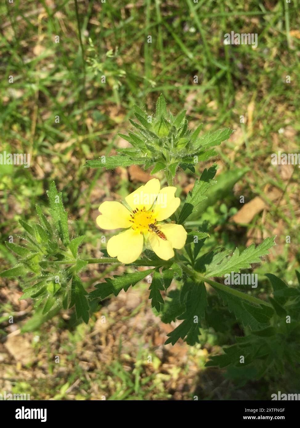 sulphur cinquefoil (Potentilla recta) Plantae Stock Photo - Alamy