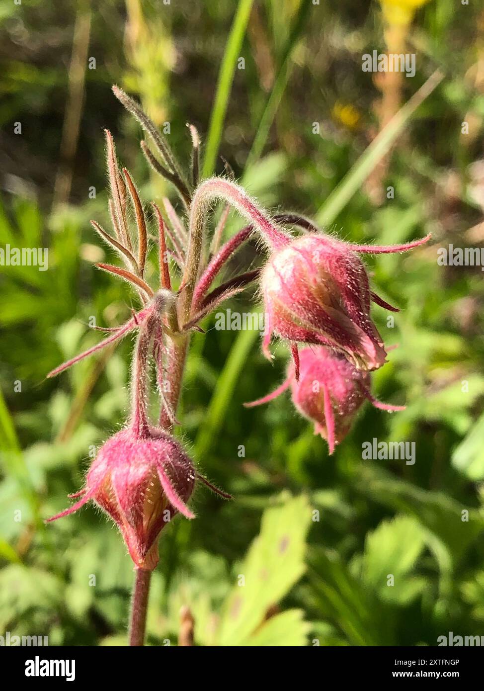 prairie smoke (Geum triflorum) Plantae Stock Photo - Alamy