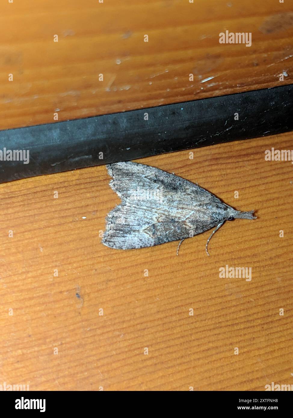 Hop Vine Snout (Hypena humuli) Insecta Stock Photo - Alamy