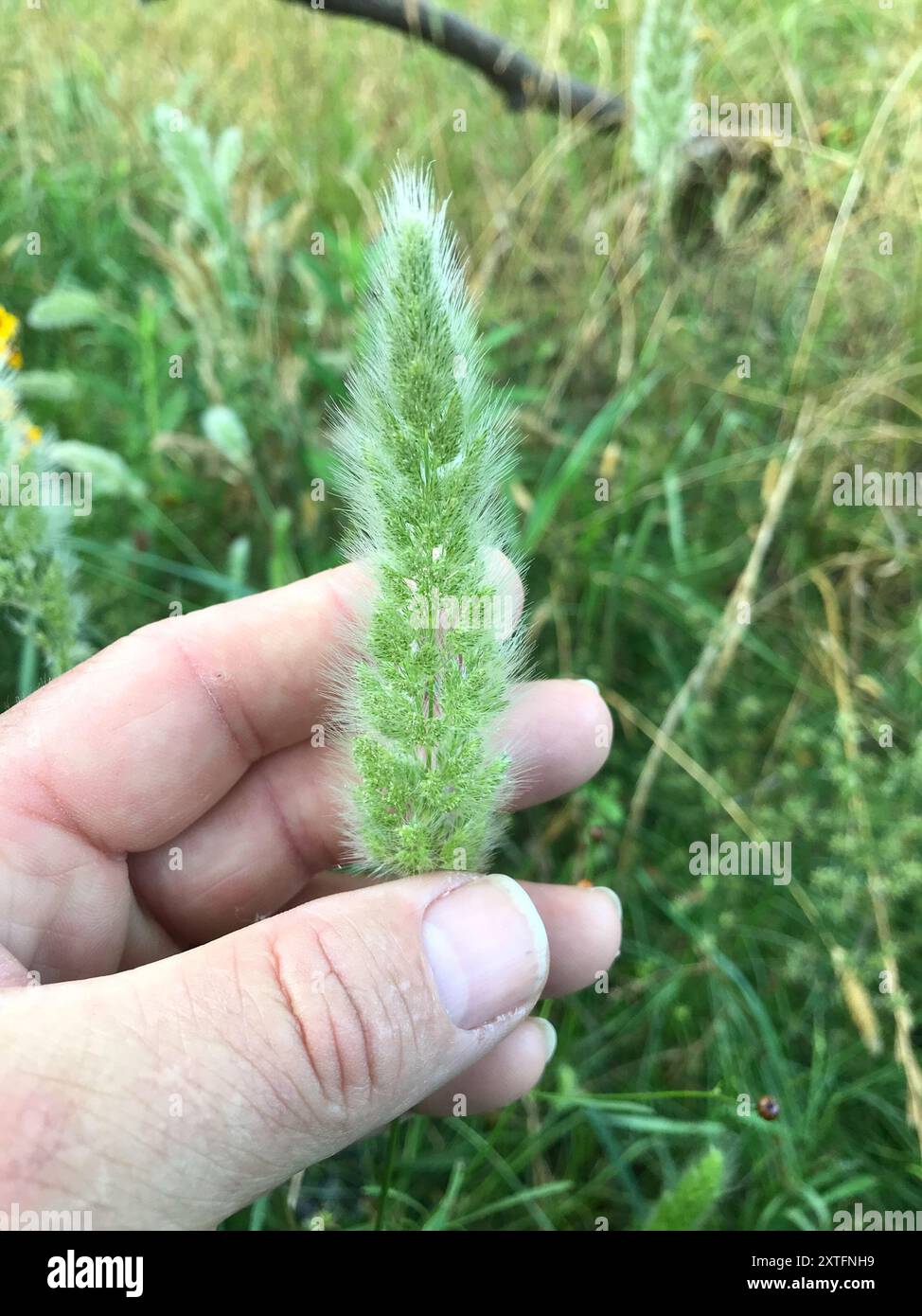 rabbitfoot grass (Polypogon monspeliensis) Plantae Stock Photo - Alamy