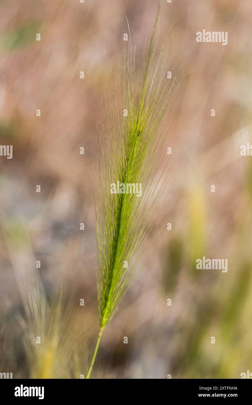 Foxtail Barley (Hordeum jubatum) Plantae Stock Photo - Alamy