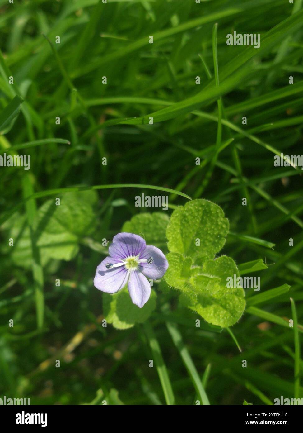 Slender speedwell (Veronica filiformis) Plantae Stock Photo - Alamy