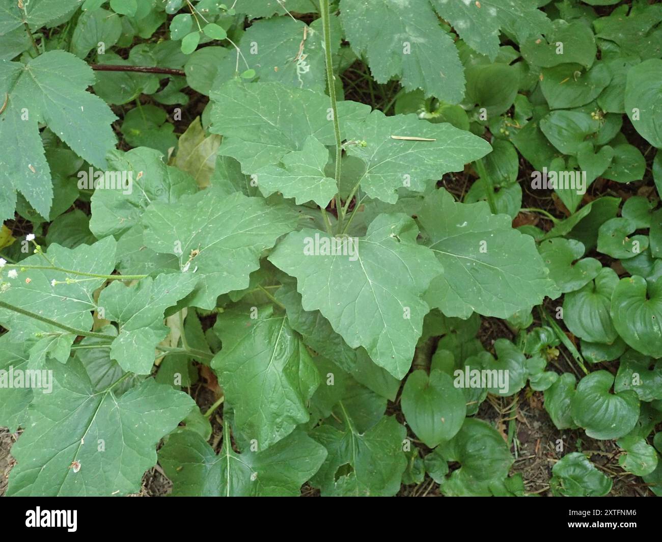 American trailplant (Adenocaulon bicolor) Plantae Stock Photo - Alamy