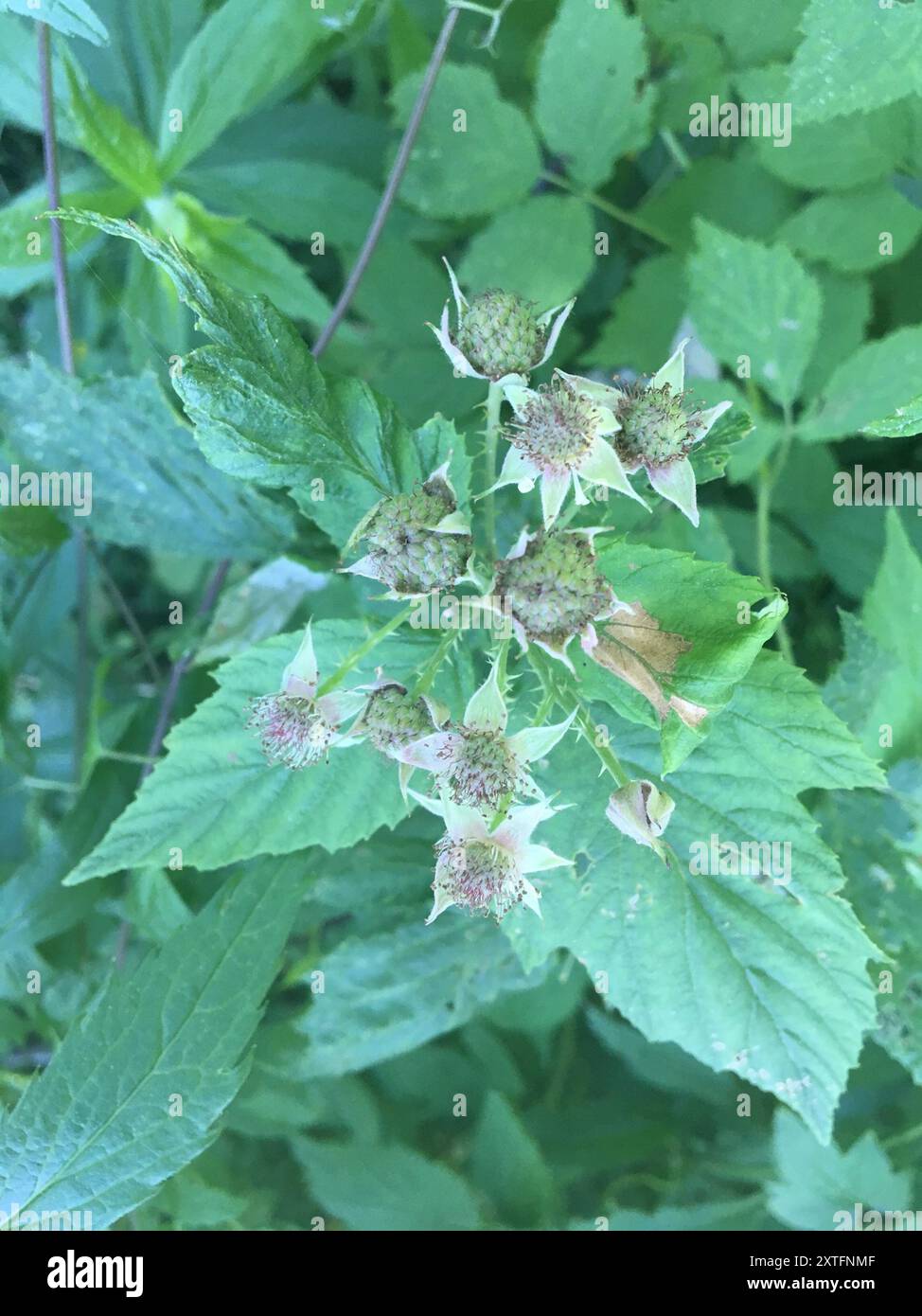 brambles (Rubus) Plantae Stock Photo - Alamy