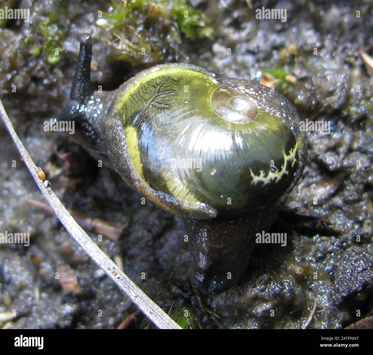 (Helicarion cuvieri) Mollusca Stock Photo - Alamy