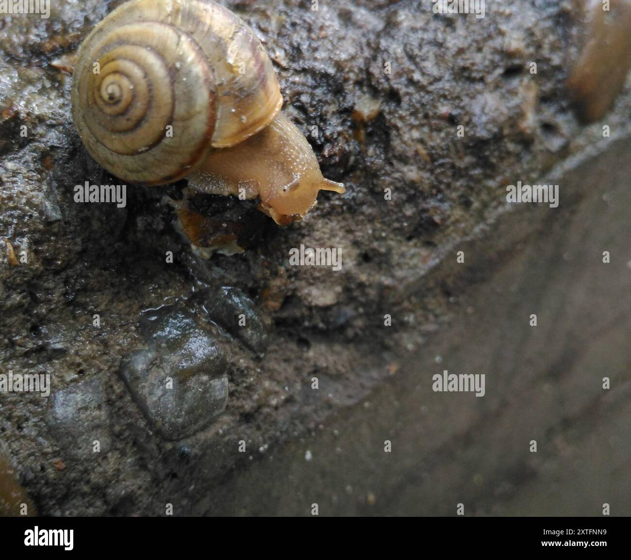 Bush snail (Fruticicola fruticum) Mollusca Stock Photo - Alamy