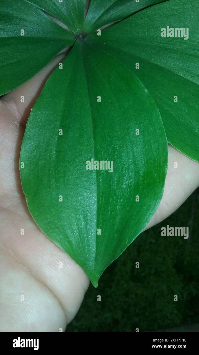 monocots (Liliopsida) Plantae Stock Photo - Alamy