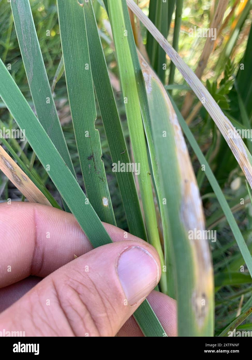 western blue flag (Iris missouriensis) Plantae Stock Photo - Alamy