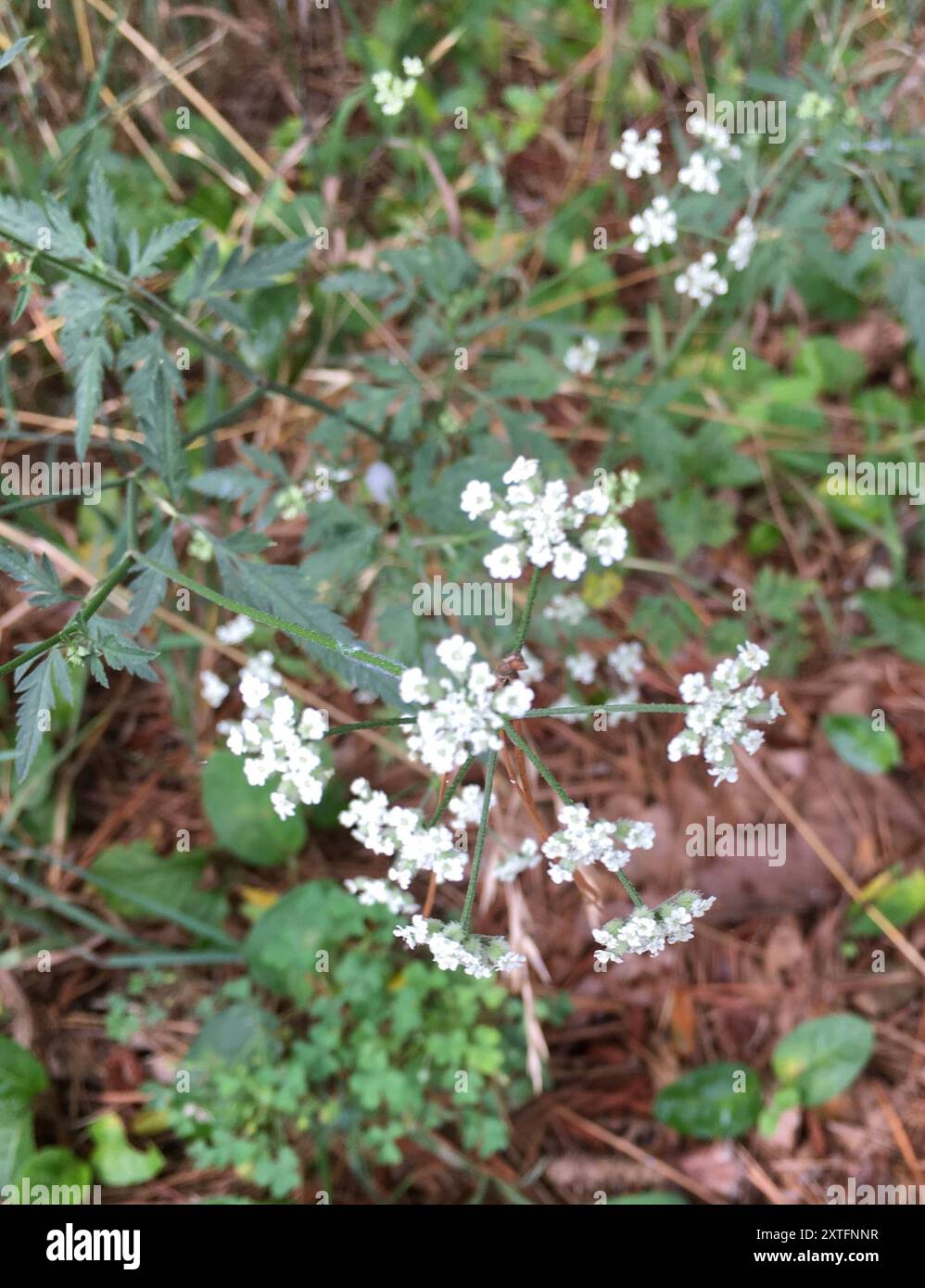 common hedge parsley (Torilis arvensis) Plantae Stock Photo - Alamy