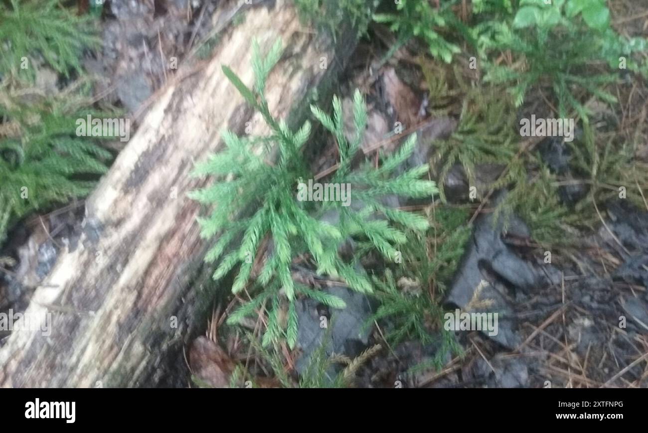 Hickey's tree-clubmoss (Dendrolycopodium hickeyi) Plantae Stock Photo ...
