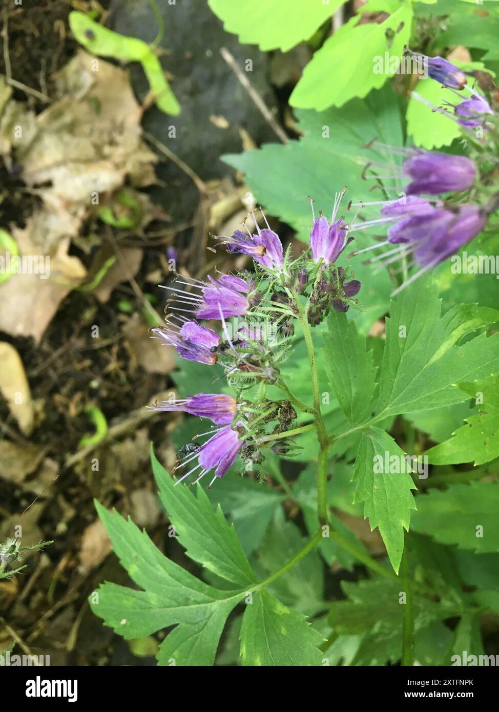 Virginia waterleaf (Hydrophyllum virginianum) Plantae Stock Photo - Alamy