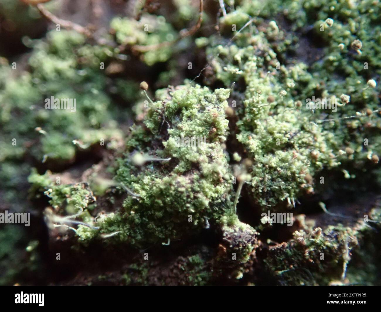 Chaenotheca hi-res stock photography and images - Alamy