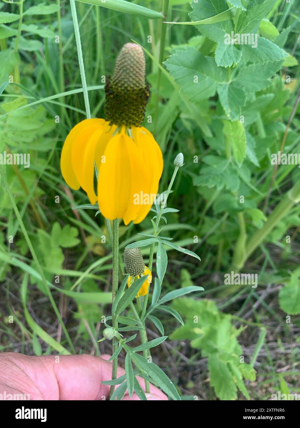 upright prairie coneflower (Ratibida columnifera) Plantae Stock Photo ...