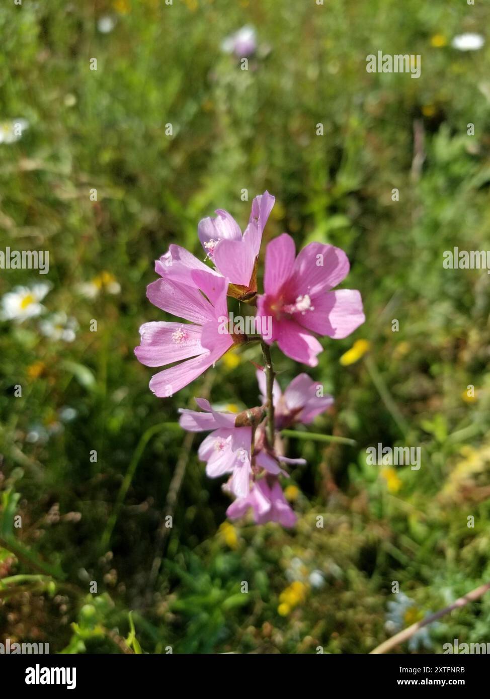 Meadow Checker-mallow (Sidalcea campestris) Plantae Stock Photo - Alamy