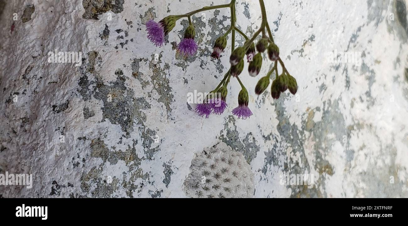 little ironweed (Cyanthillium cinereum) Plantae Stock Photo - Alamy